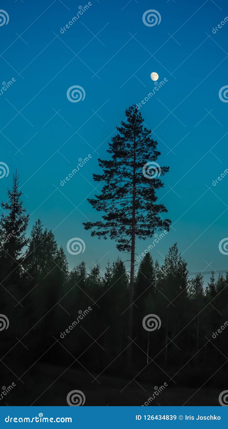 Outstanding Tree with Moon at Night Stock Image - Image of bright ...