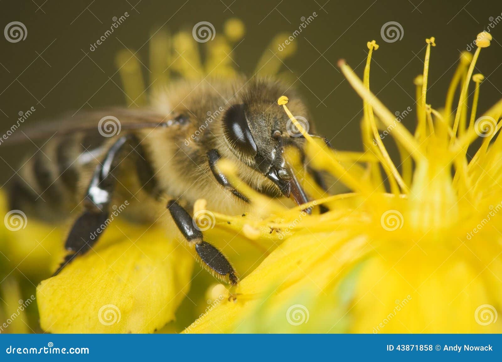 Outstretched Proboscis of Bee Stock Photo - Image of cerana, keys: 43871858