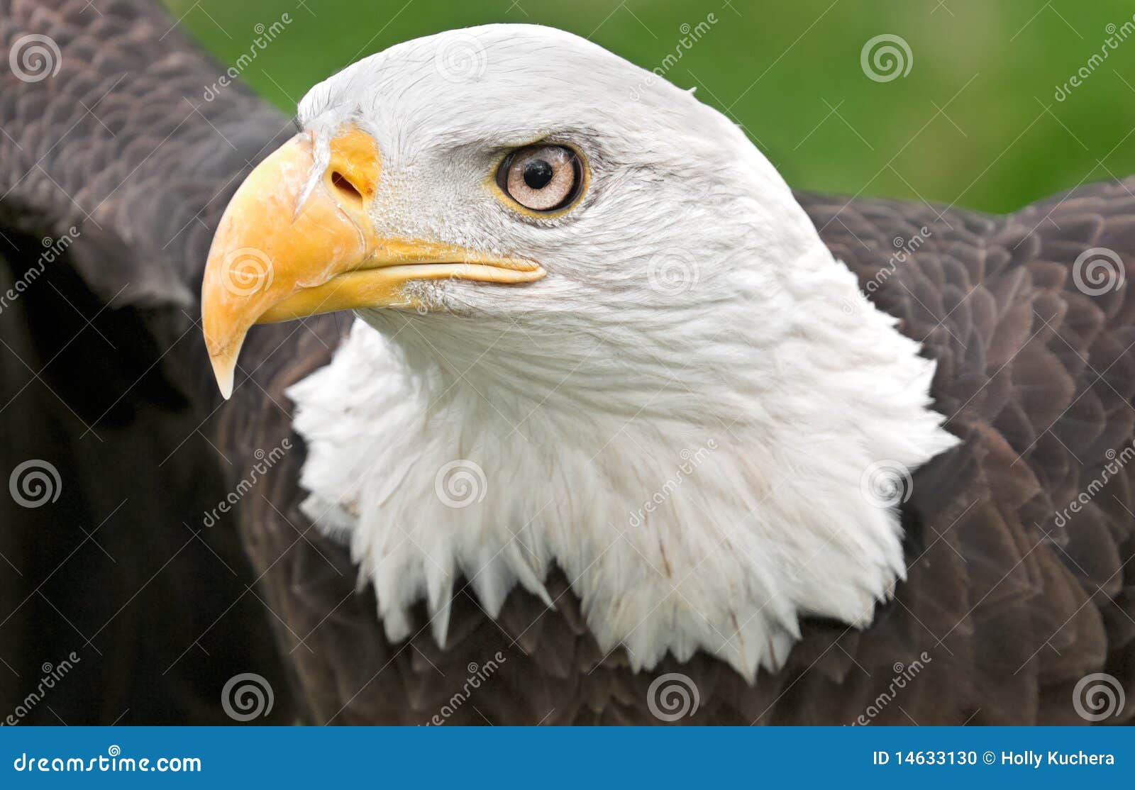 Outstretched Wings American Bald Eagle Stock Photo - Image of ...