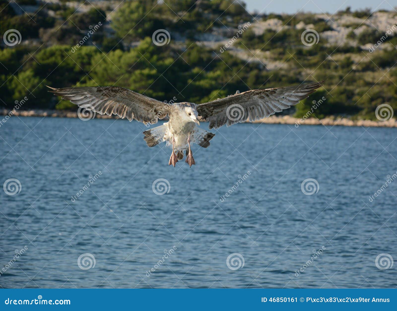 Outstretched wings stock image. Image of white, flap - 46850161