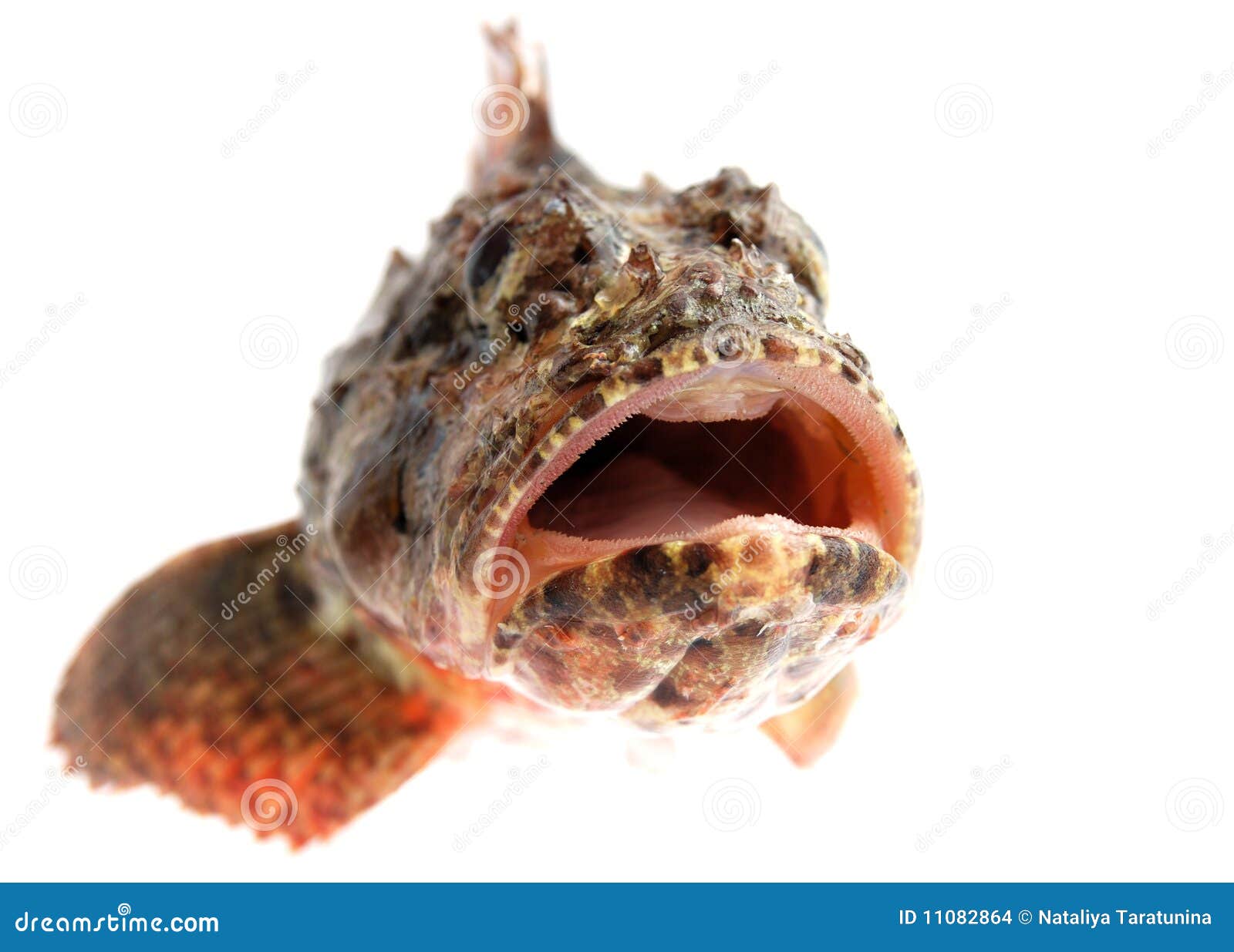 Ouvrez La Bouche D'une Perche En Pierre Photo stock - Image du pierre ...