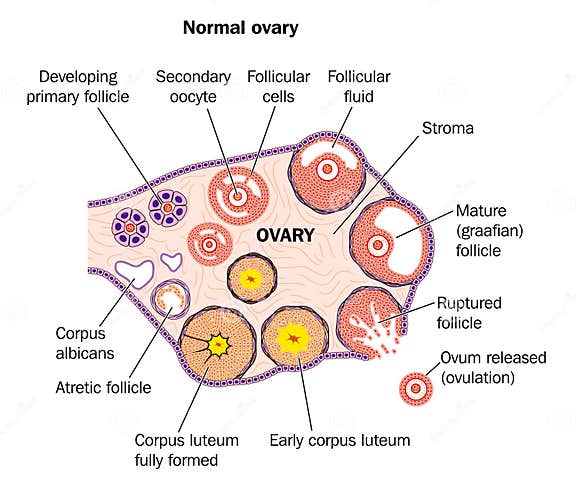 Ovaire normal illustration de vecteur. Illustration du ovulation - 13281711