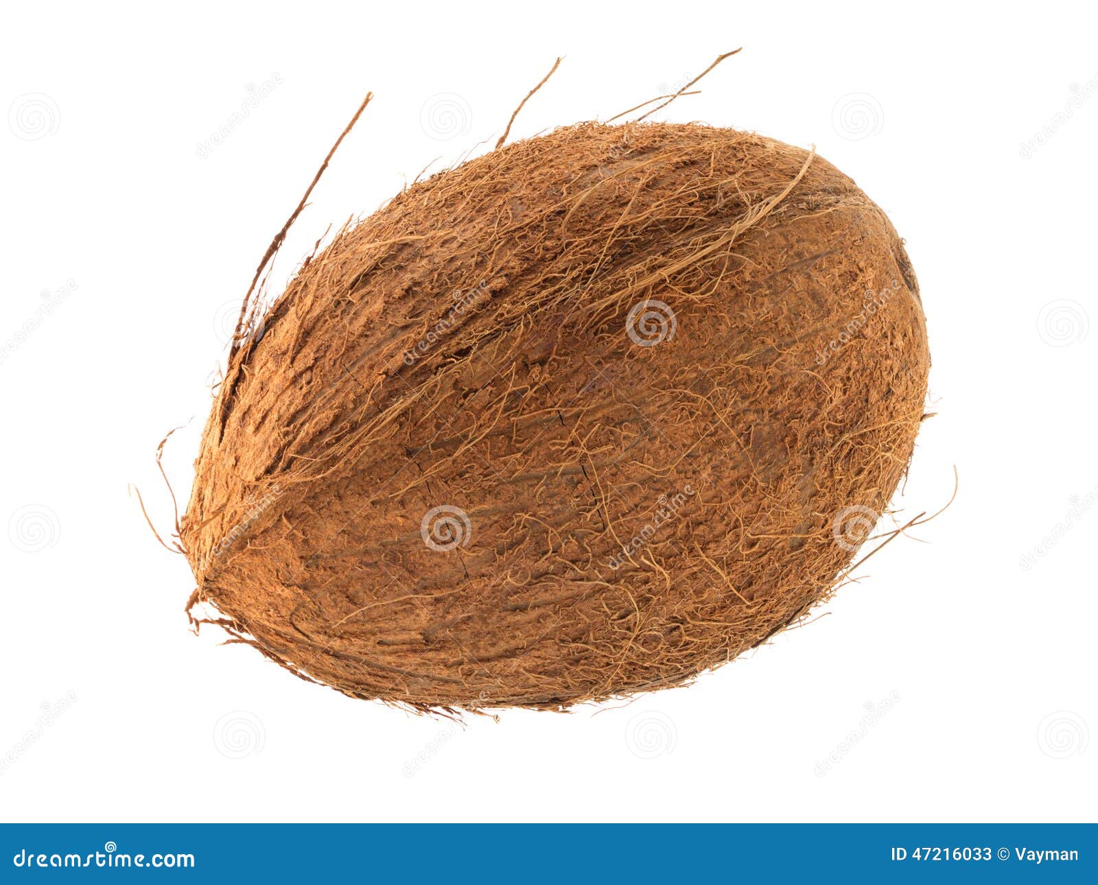 Oval coconut fruit stock image. Image of nuts, diet, coconut - 47216033