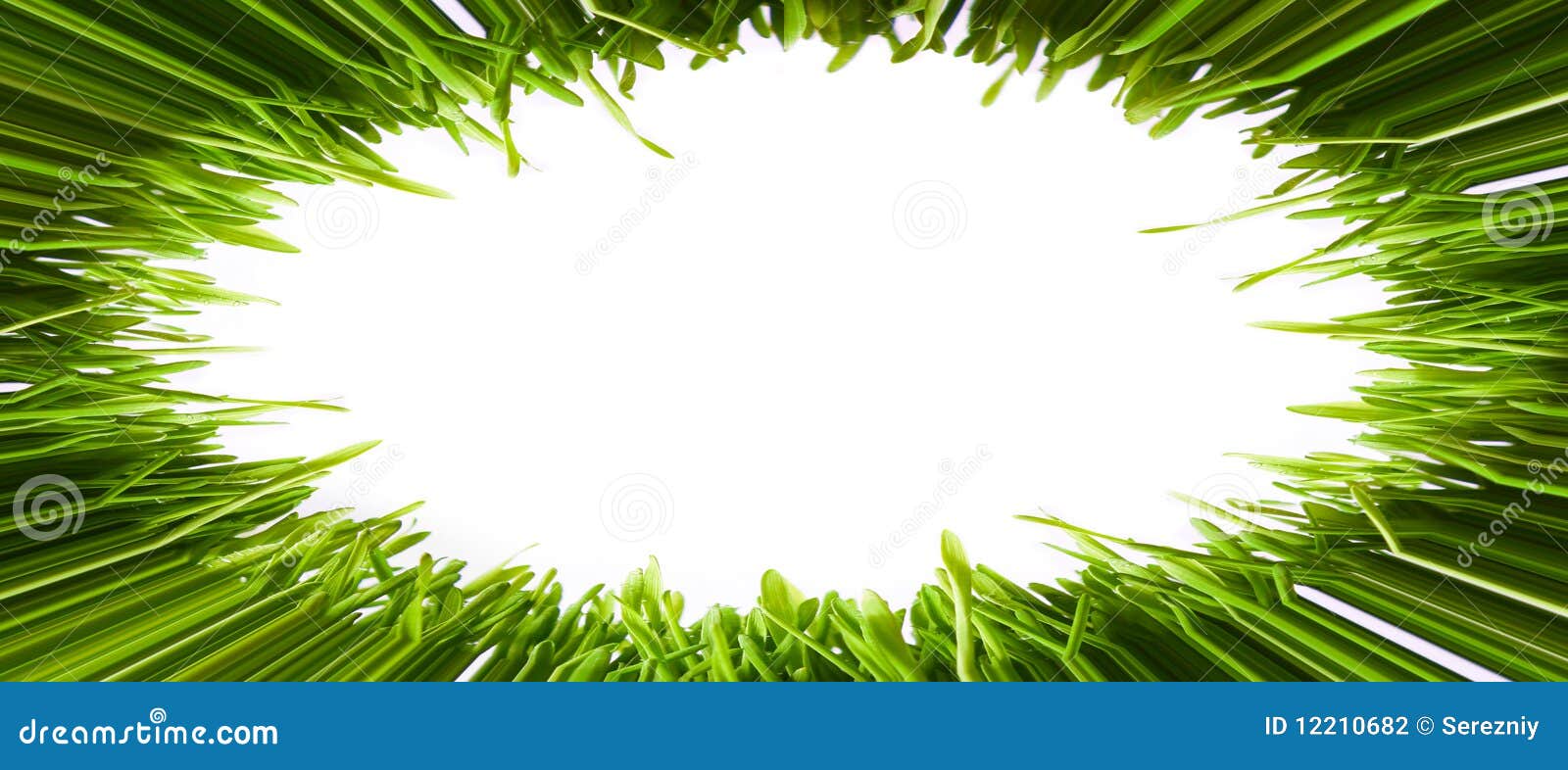 Oval frame made from grass stock photo. Image of drops - 12210682