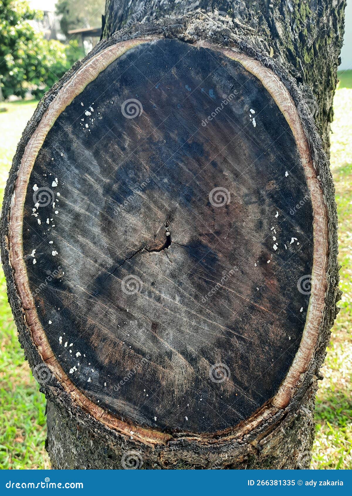 Oval - Portrait of a Tree with Chainsaw Cut Stock Image - Image of tree ...