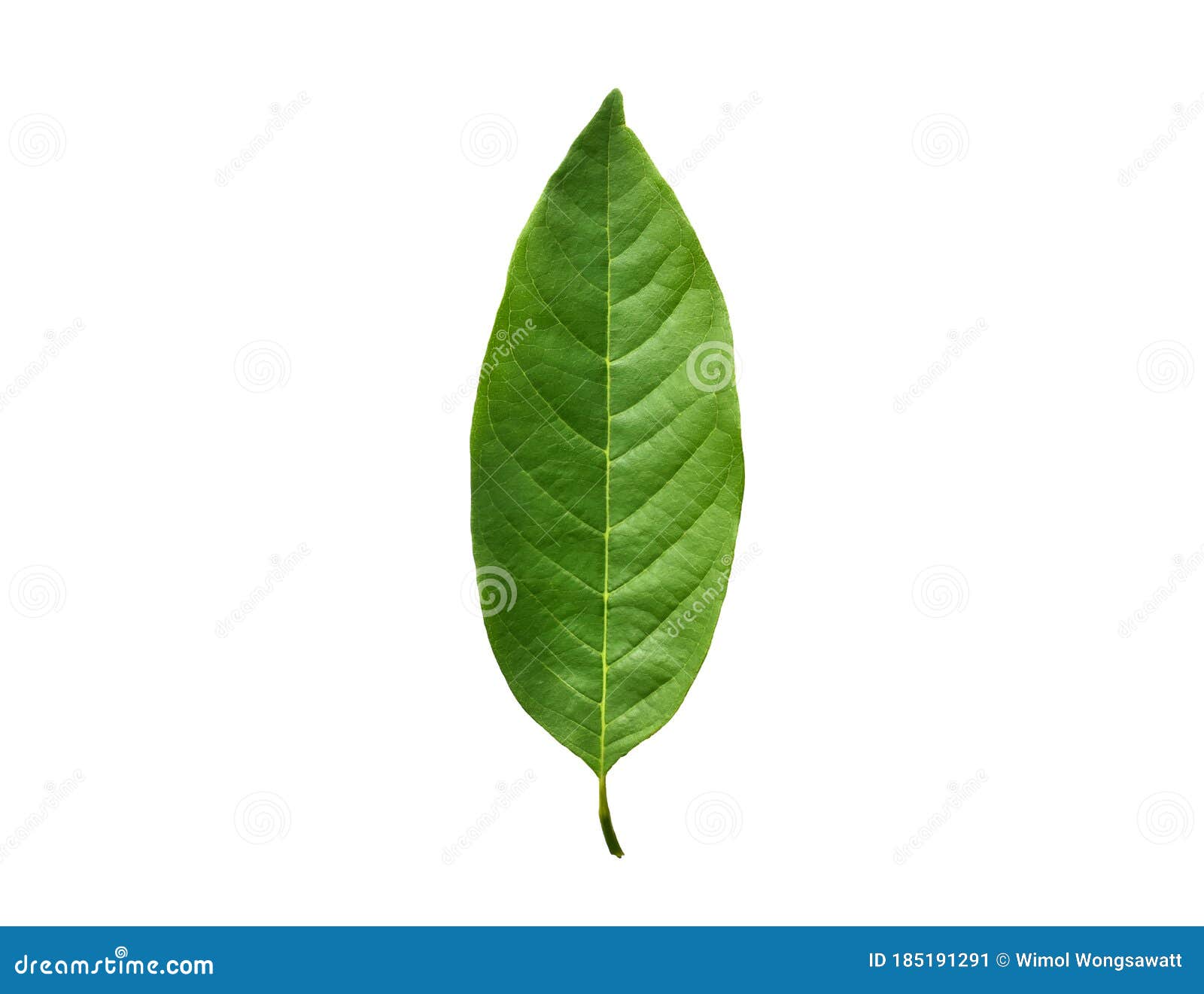 Oval Shape Green Leaf on White Background. Stock Image - Image of ...