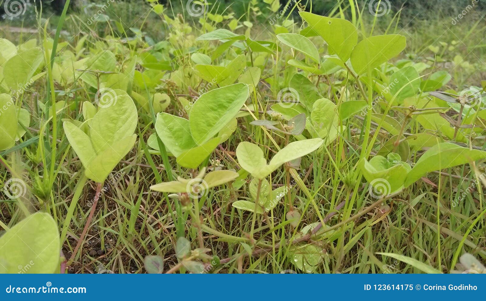 Oval shape leaves stock image. Image of leaves, green - 123614175