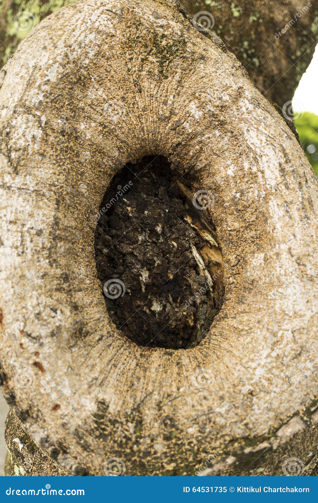 Oval Shape Tree Hollow, Tree Cavity Stock Image - Image of bark, hollow ...