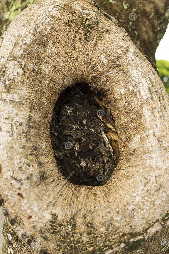 Oval Shape Tree Hollow, Tree Cavity Stock Image - Image of bark, hollow ...