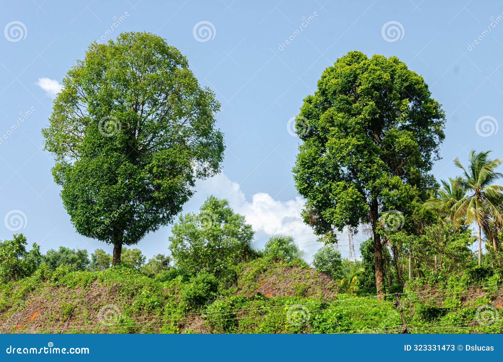 Oval Shaped Large Twin Trees on a Hillside Stock Image - Image of leaf ...