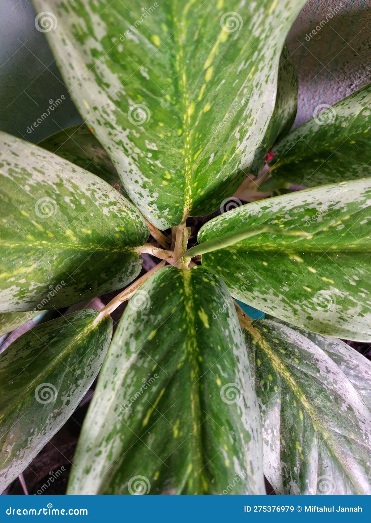 Oval-shaped Leaves are Green with Yellow Spots Stock Image - Image of ...