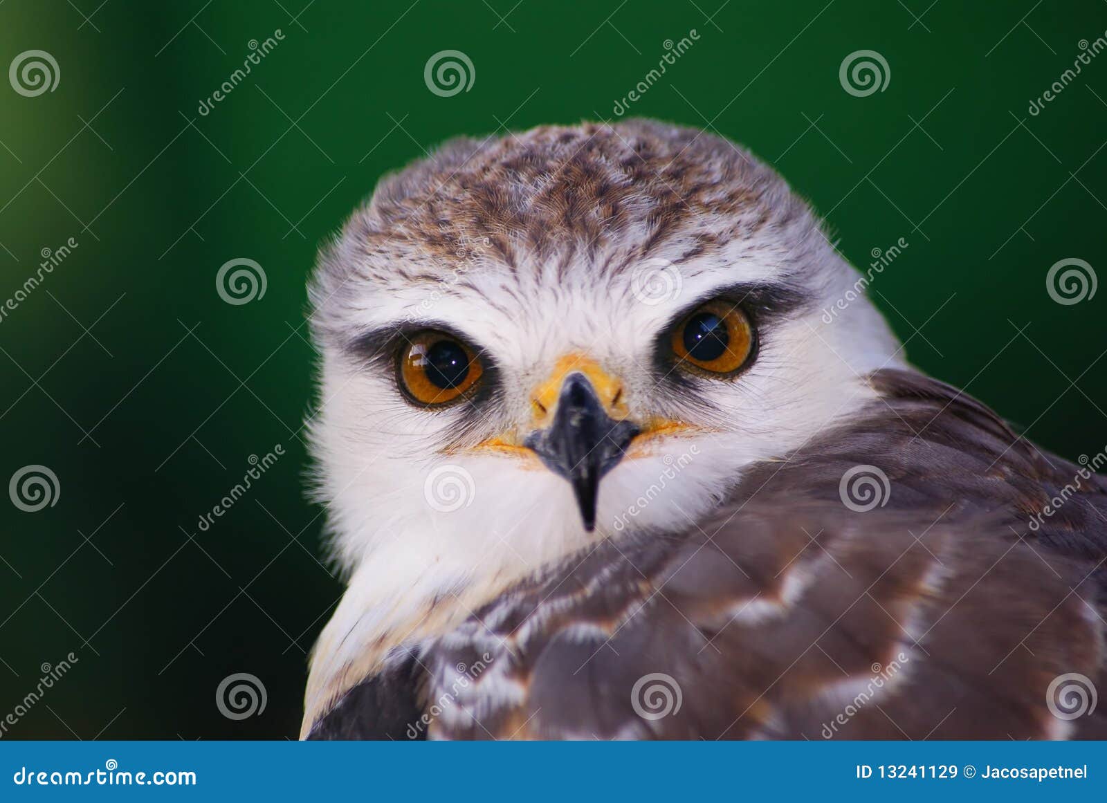 Sparrowhawk Profile Stock Photo | CartoonDealer.com #45553512