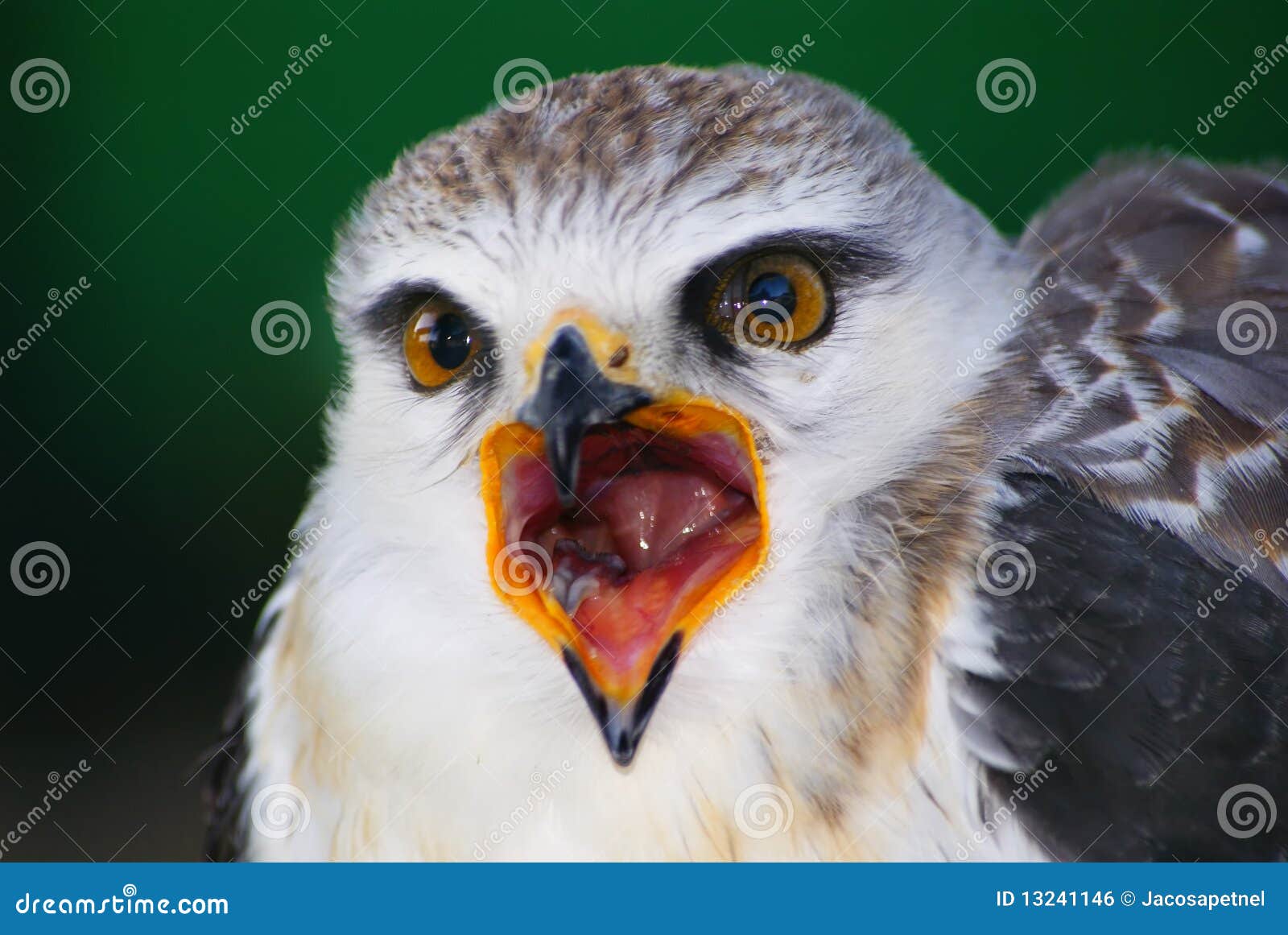 Ovambo Sparrowhawk Screeching Stock Photo - Image of ovambo, bird: 13241146