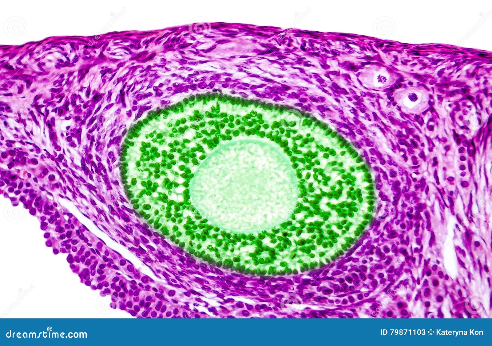 Light micrograph of ovary stock image. Image of ovogenesis - 79871103