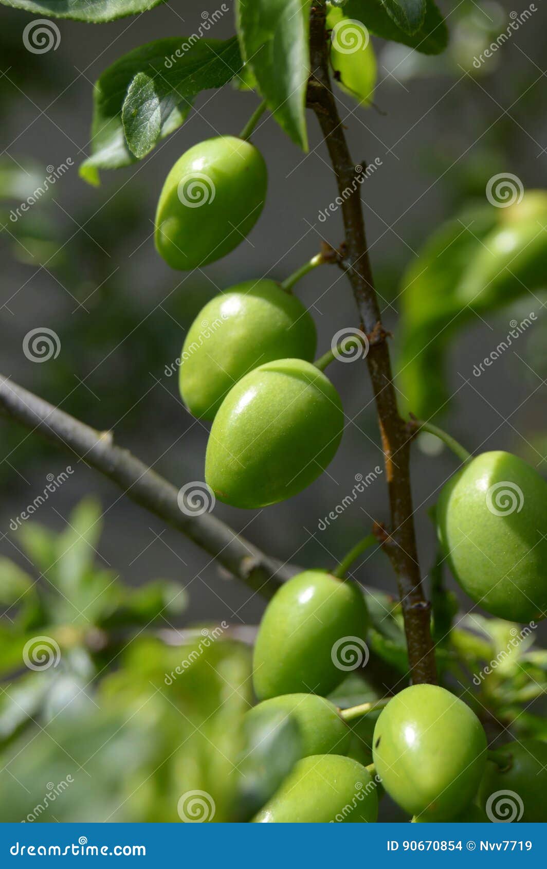 Ovary of cherry-plum fruit stock photo. Image of garden - 90670854