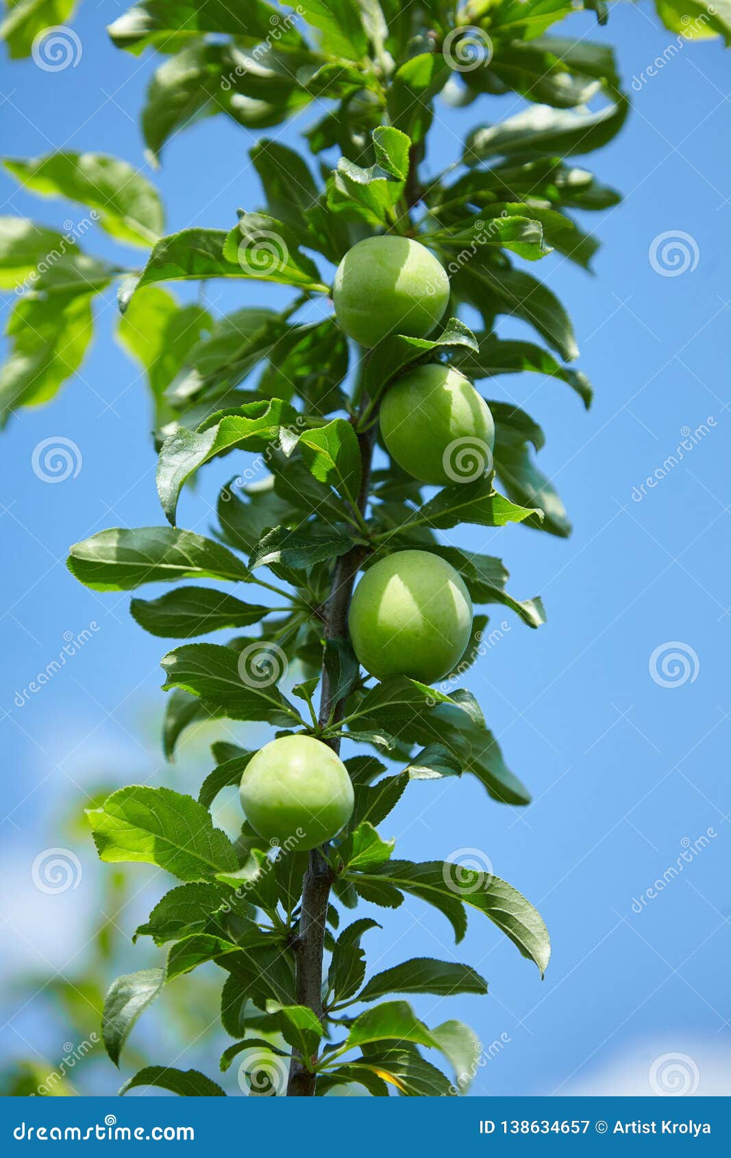 Ovary of Cherry-plum Fruit on a Branch. Stock Image - Image of growth ...