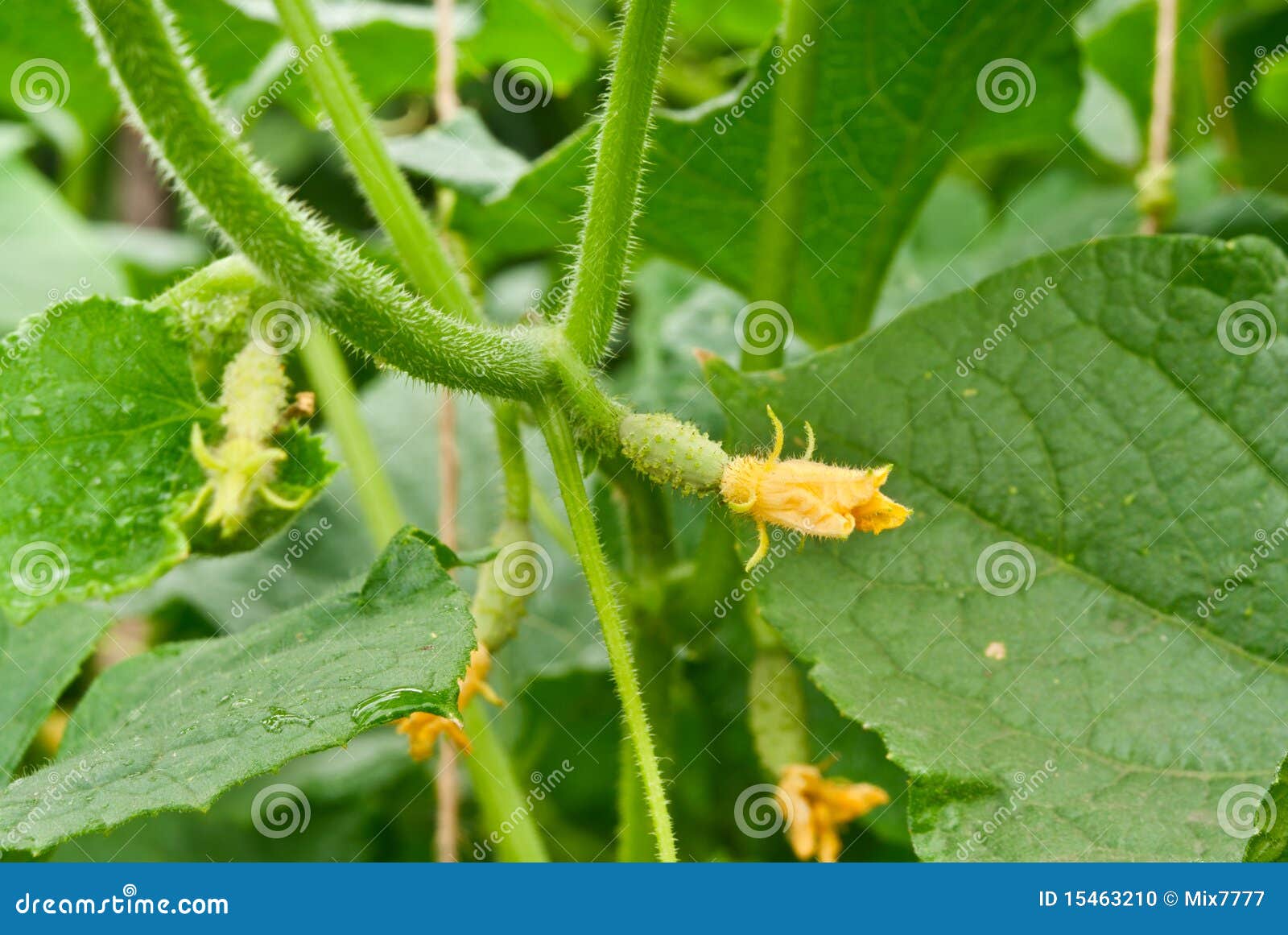 Ovary of cucumber stock photo. Image of small, plant - 15463210