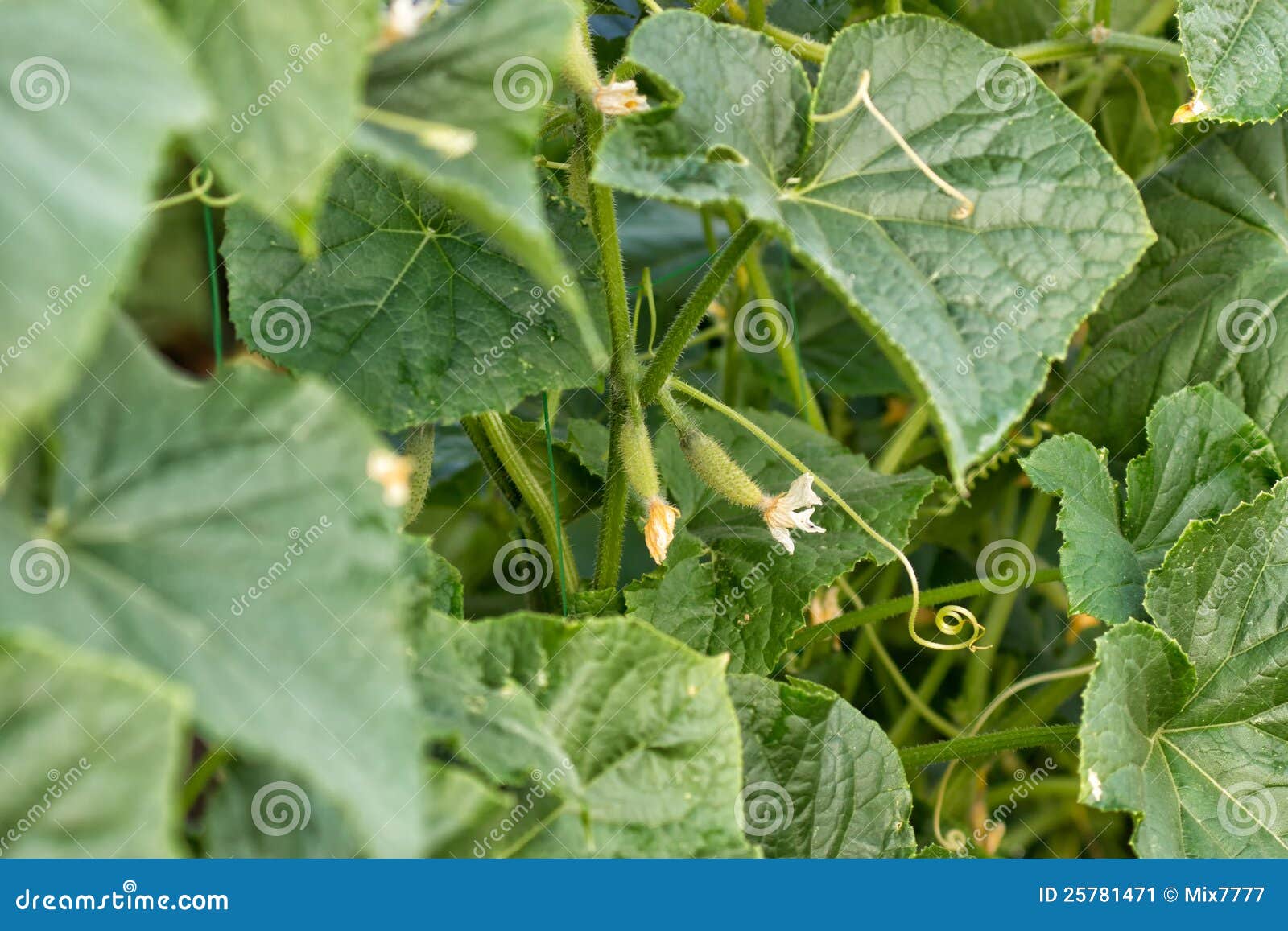 Ovary of cucumber stock image. Image of small, growth - 25781471