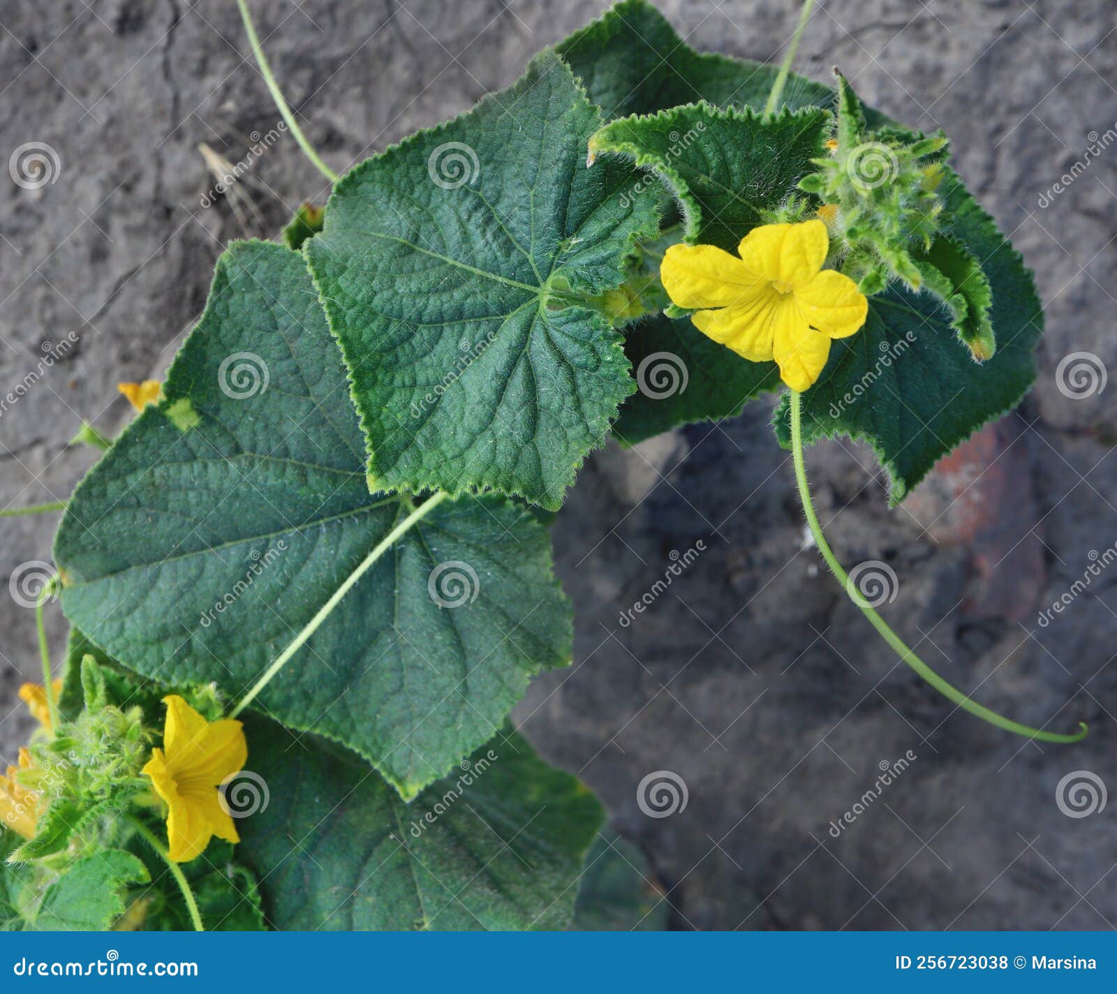 Ovary and Flowering Cucumber Stock Photo - Image of ground, natural ...