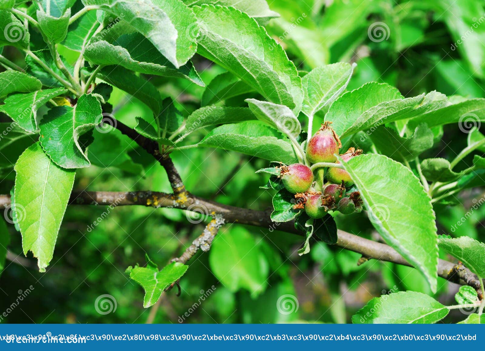 Ovary of Fruit of an Apple on a Tree Branch Close-up Stock Photo ...