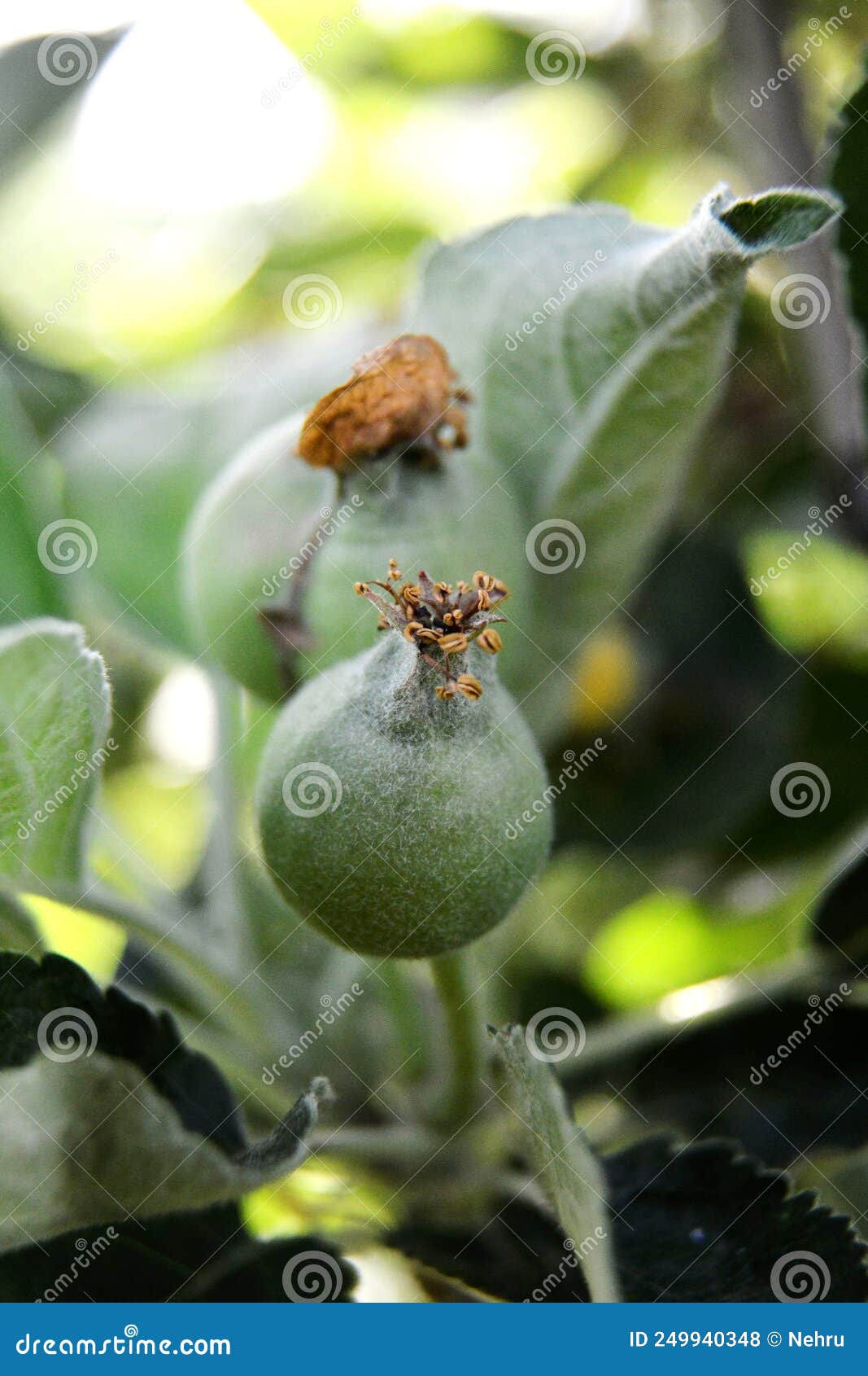 Ovary Fruit Apple. Young Apples on the Tree Begin To Ripen Stock Photo ...