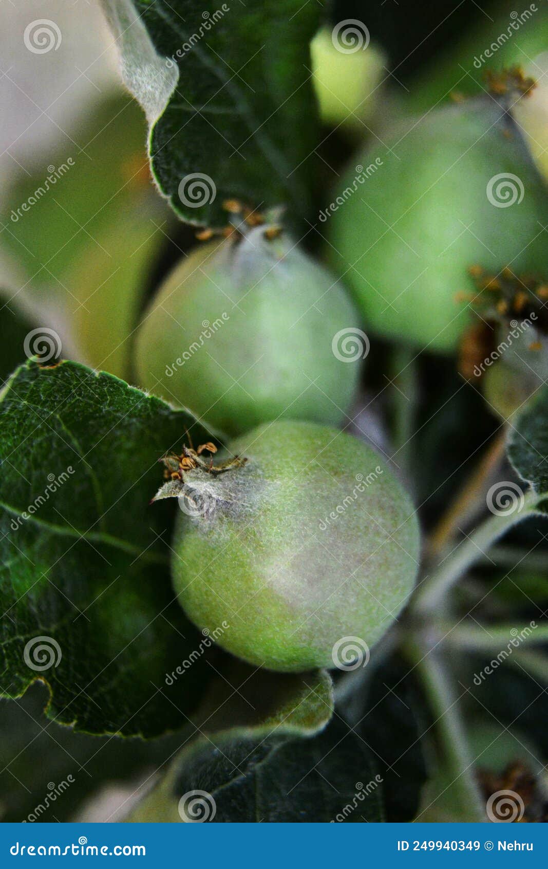 Ovary Fruit Apple. Young Apples on the Tree Begin To Ripen Stock Image ...
