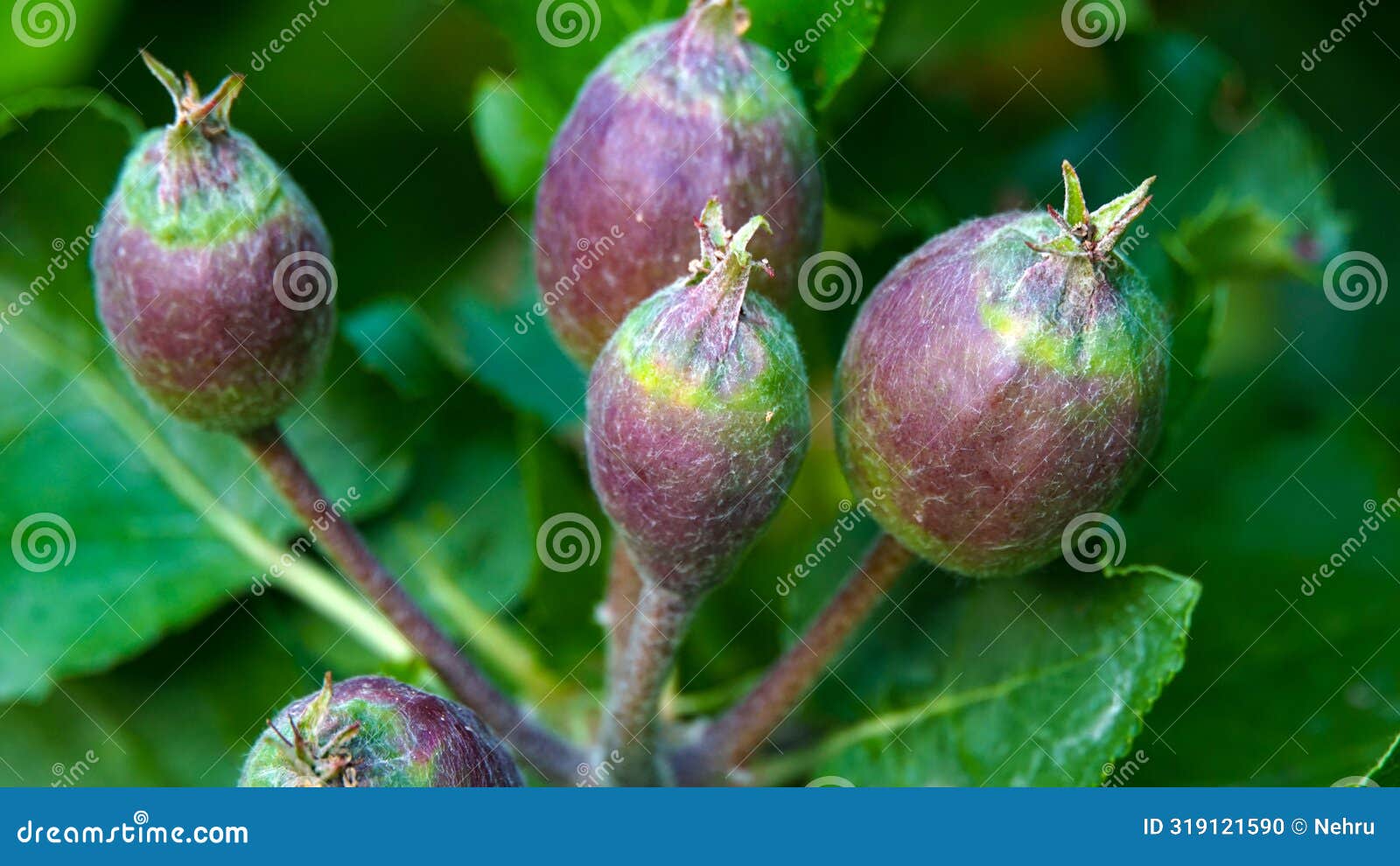 Ovary Fruit Apple. Young Apples on the Tree Begin To Ripen Stock Photo ...