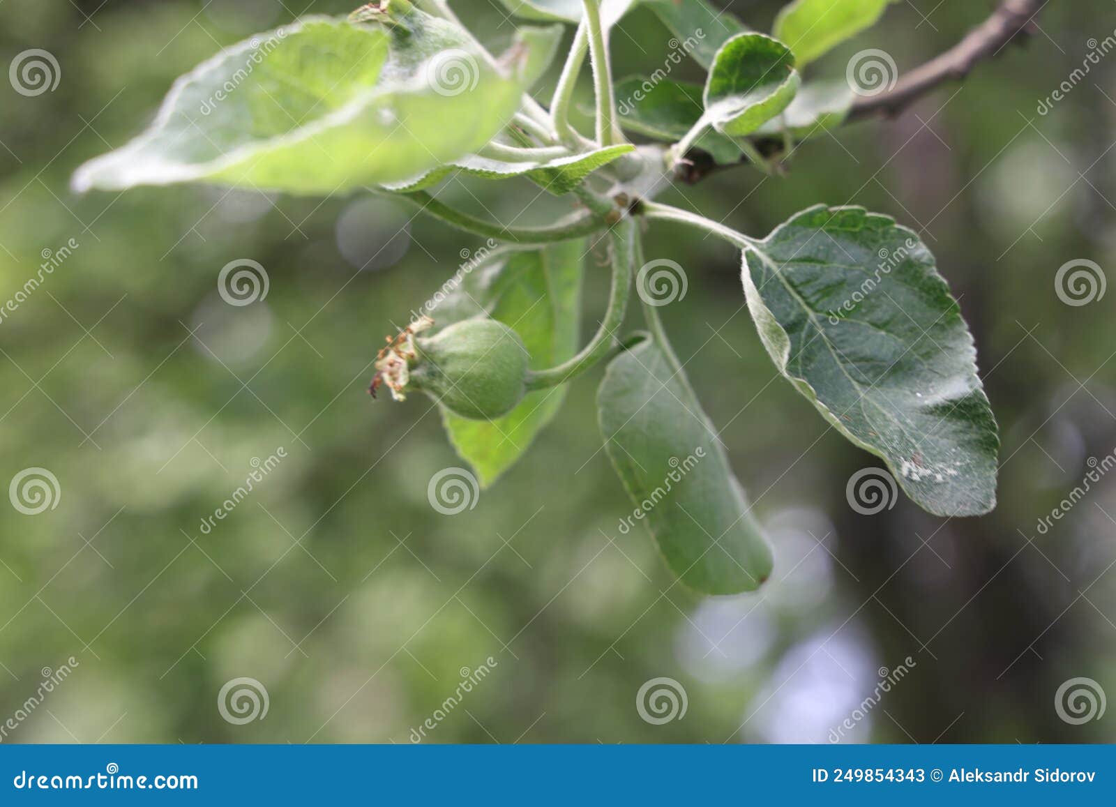 Ovary Fruit Apple. Young Apples on the Tree Begin To Ripen Image. Stock ...
