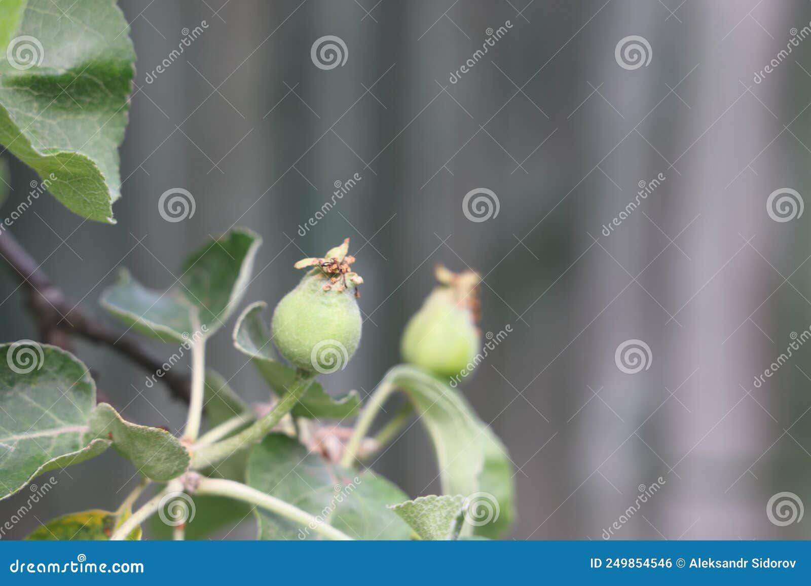 Ovary Fruit Apple. Young Apples on the Tree Begin To Ripen Image. Stock ...