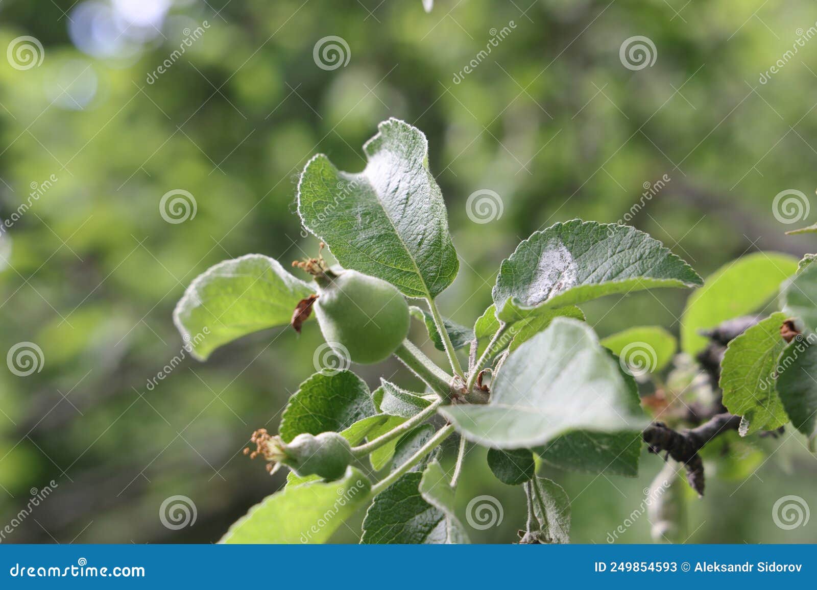Ovary Fruit Apple. Young Apples on the Tree Begin To Ripen Image. Stock ...