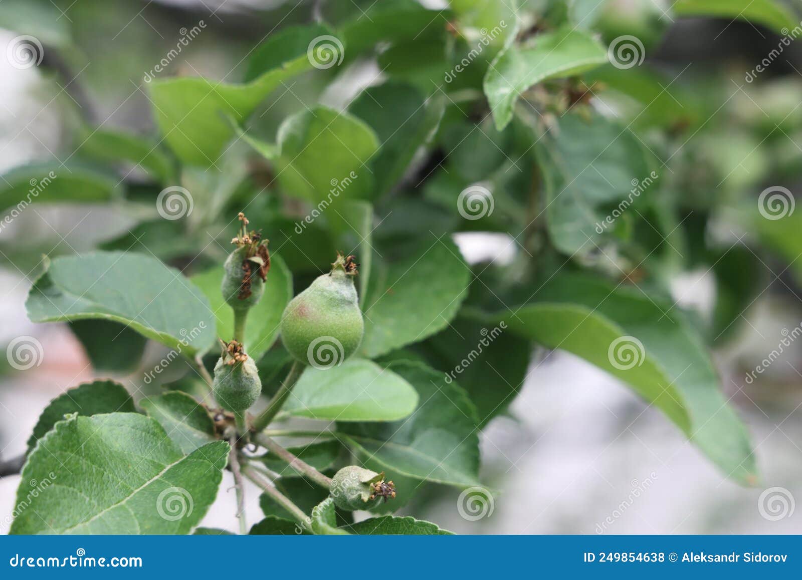 Ovary Fruit Apple. Young Apples on the Tree Begin To Ripen Image. Stock ...