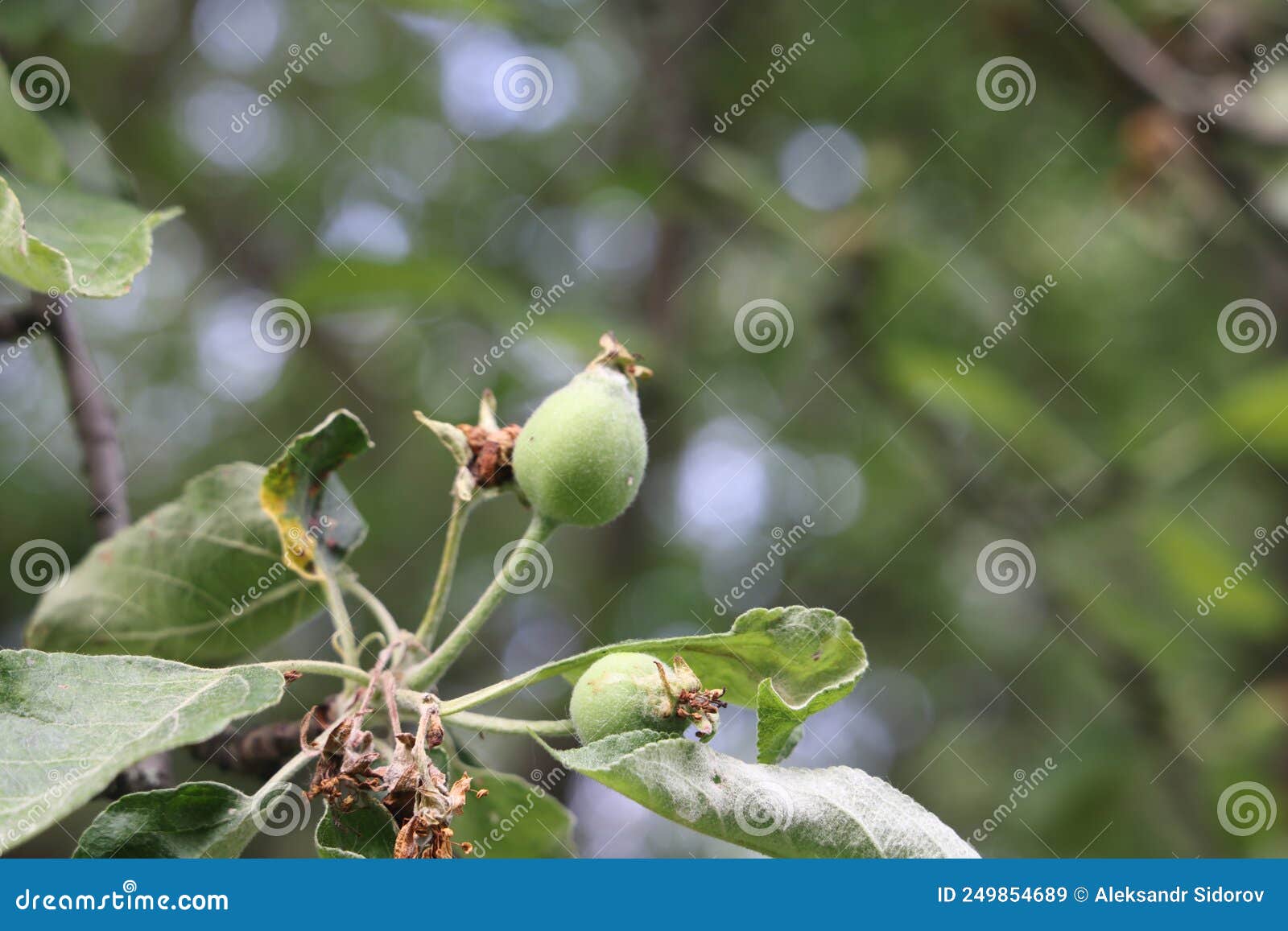 Ovary Fruit Apple. Young Apples on the Tree Begin To Ripen Image. Stock ...