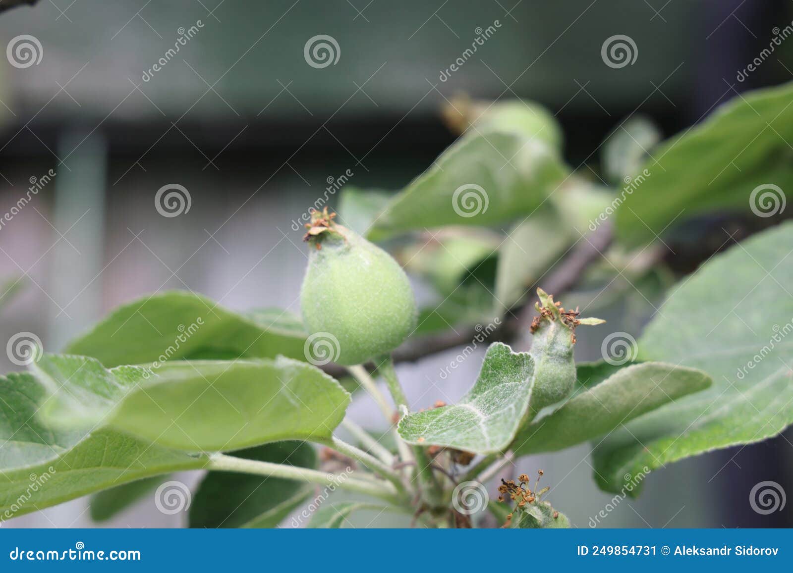 Ovary Fruit Apple. Young Apples on the Tree Begin To Ripen Image. Stock ...