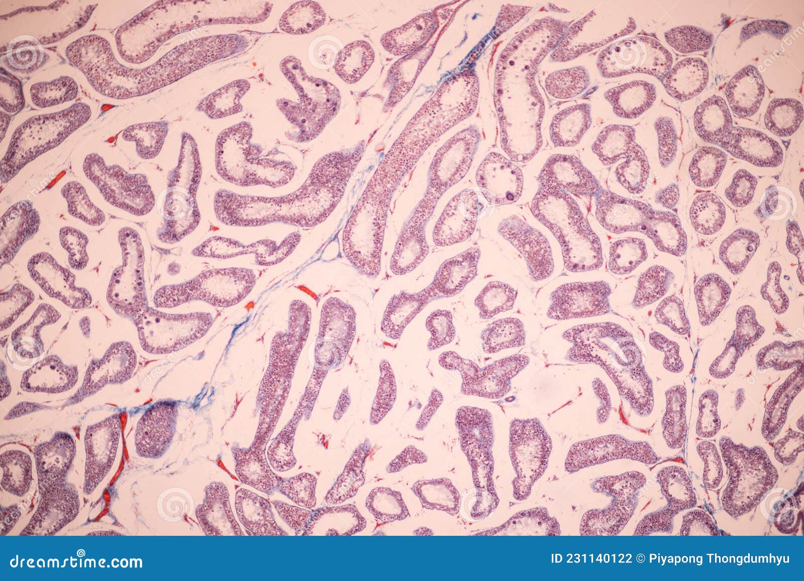Ovary and Testis Human Cells Under Microscope. Stock Photo - Image of ...