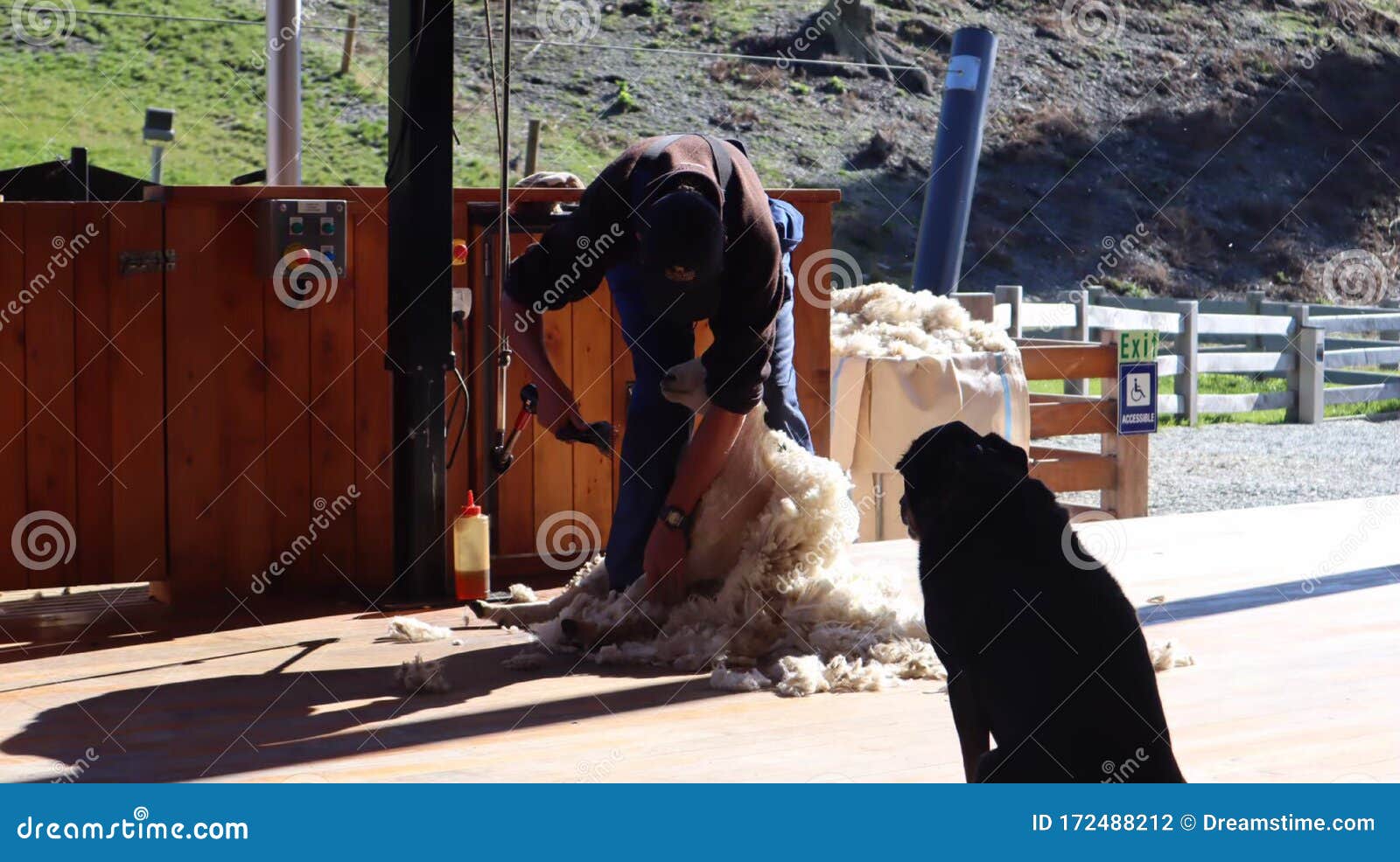 Oveja y perro foto de archivo. Imagen de modelo, pares - 172488212
