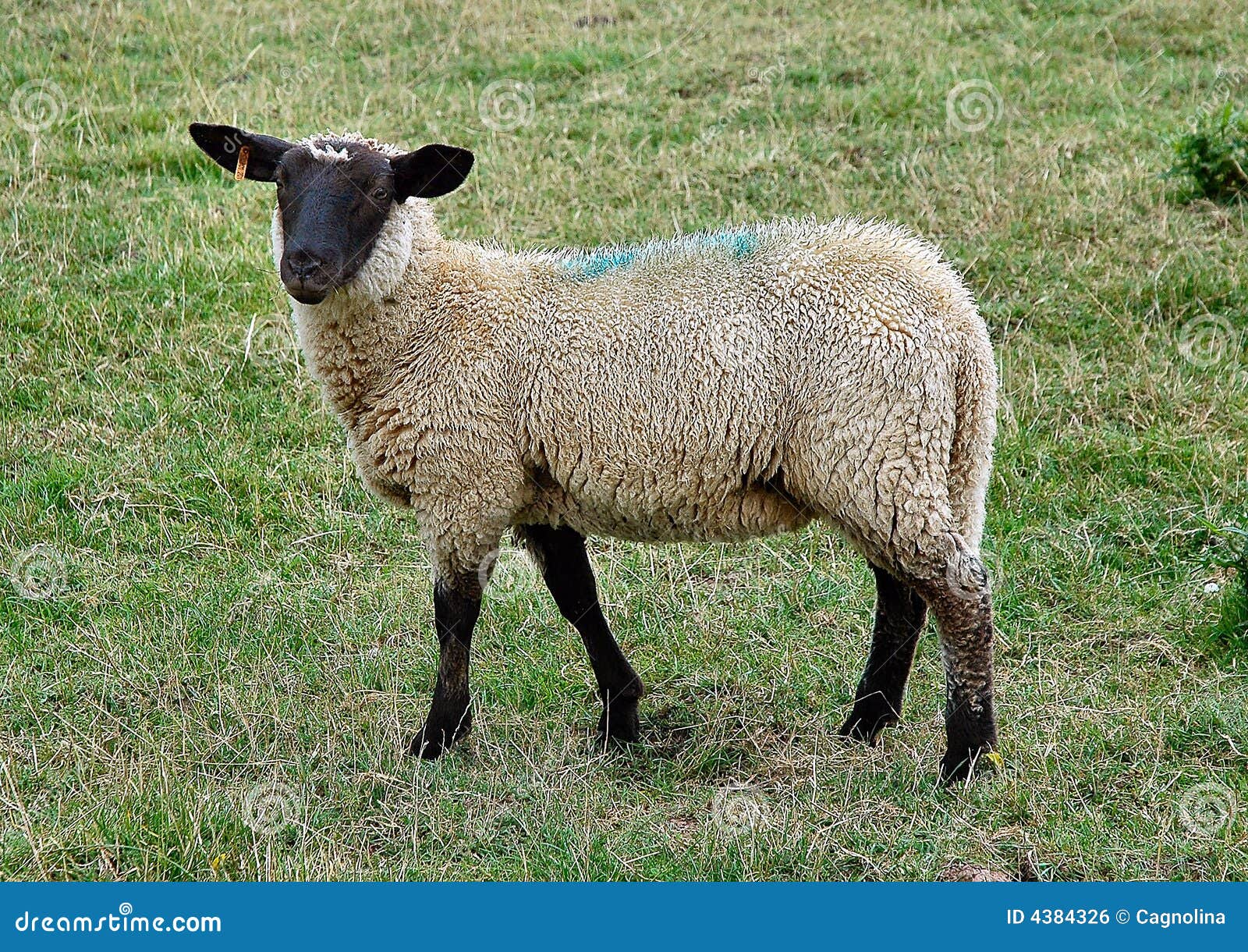 Ovejas foto de archivo. Imagen de herbivoro, verde, ovejas - 4384326