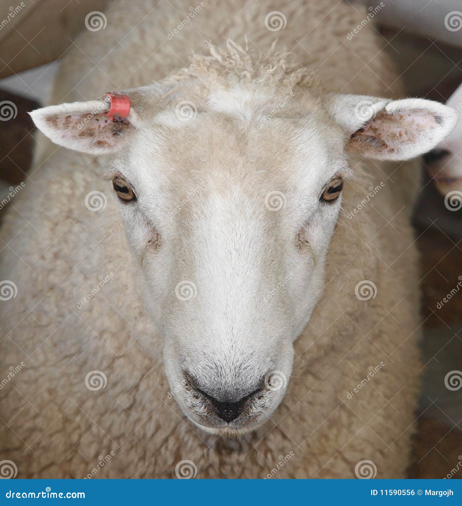 Ovejas blancas foto de archivo. Imagen de plumas, rural - 11590556