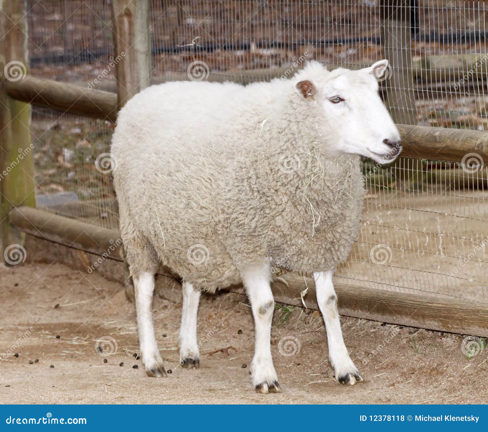 Ovejas blancas foto de archivo. Imagen de ovejas, animal - 12378118