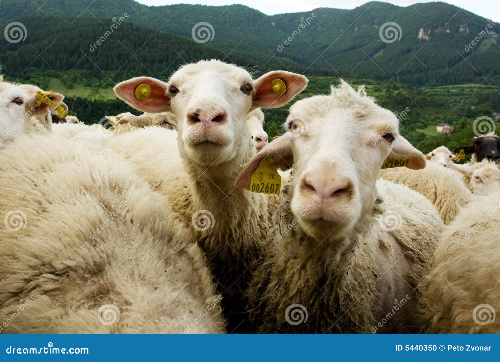 Ovejas blancas foto de archivo. Imagen de hierba, cielo - 5440350