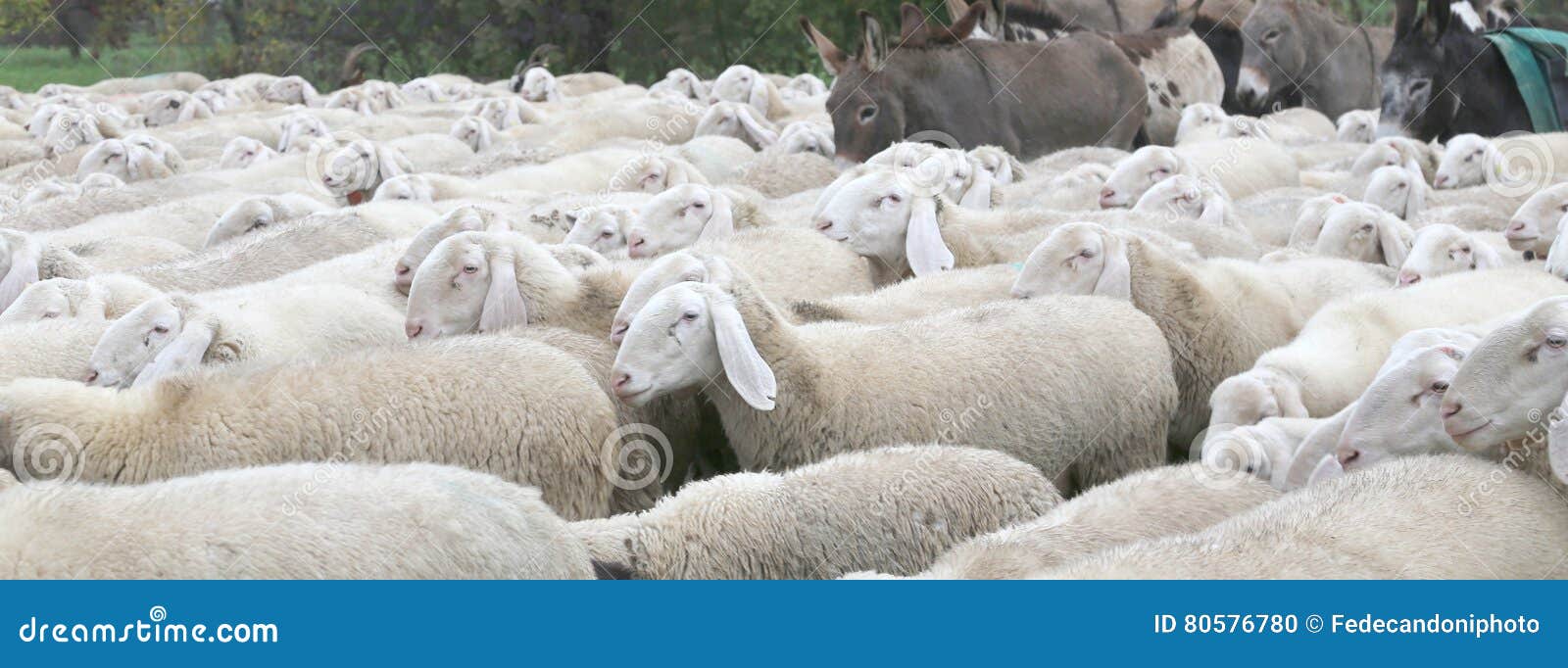 Ovejas Blancas Con Lanas Gruesas Y Algunos Burros Foto de archivo ... Ovejas Blancas Con Lanas Gruesas Y Algunos Burros Foto de archivo ...