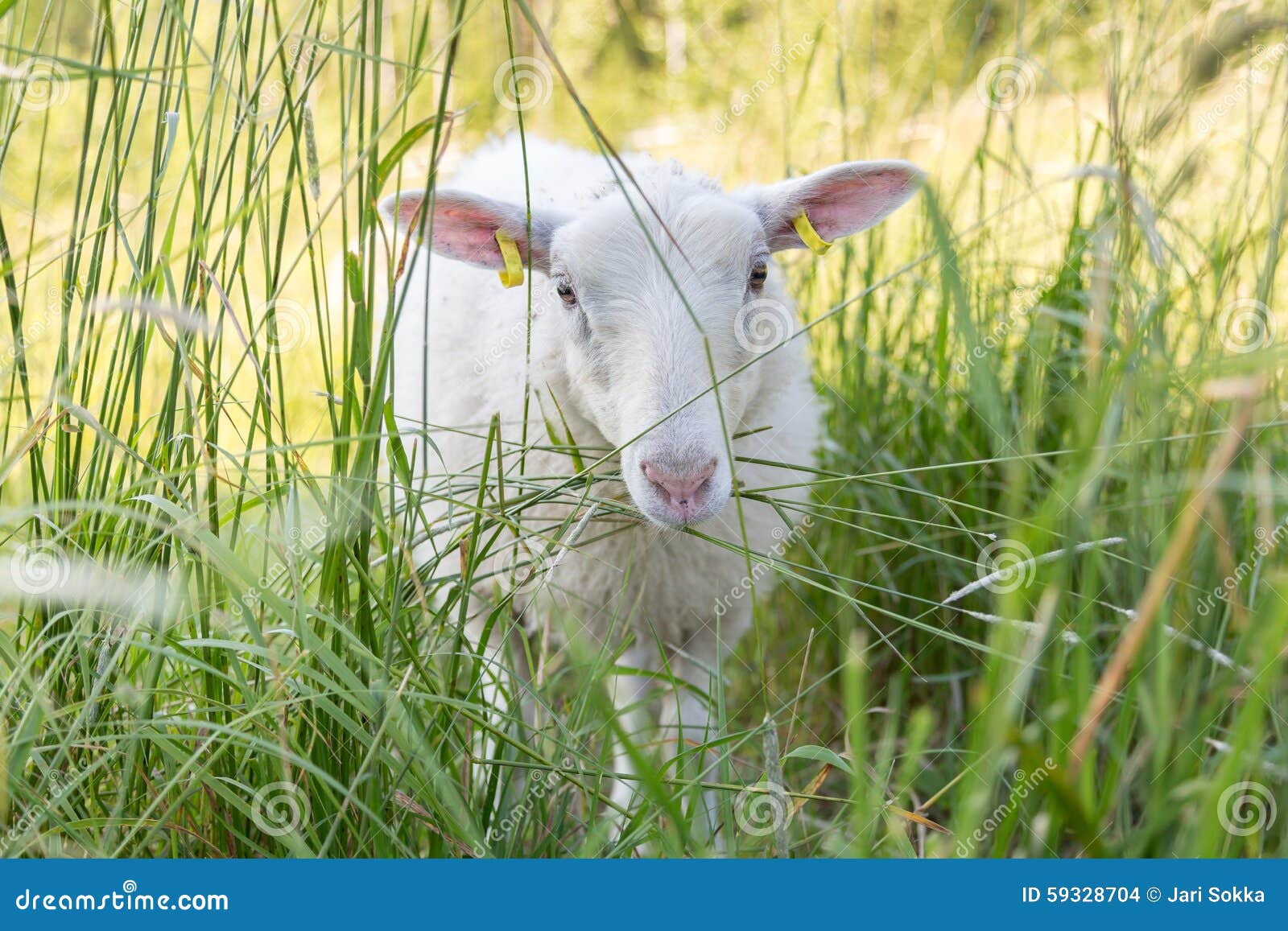 Ovejas blancas en un campo foto de archivo. Imagen de ovejas - 59328704