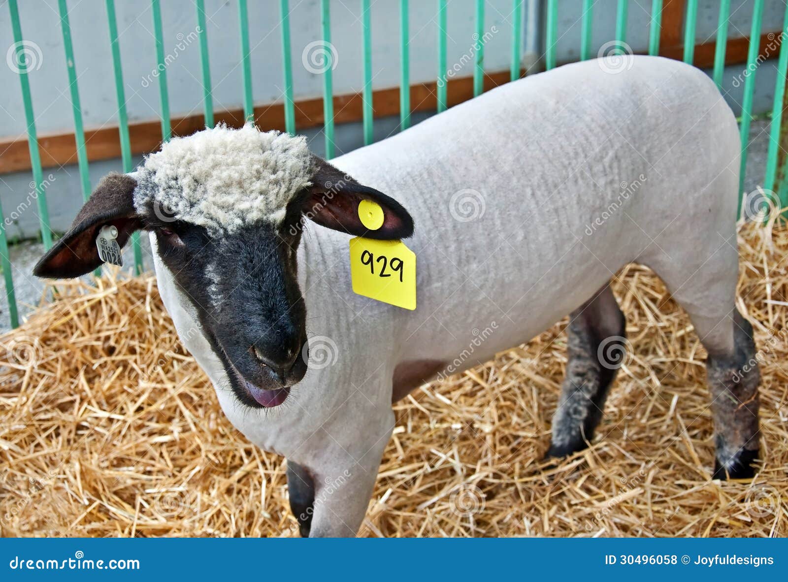 Ovejas Blancas Esquiladas En Pluma Foto de archivo - Imagen de incluido ...