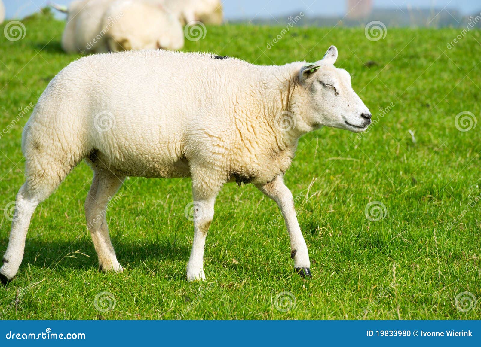 Ovejas blancas jovenes foto de archivo. Imagen de granja - 19833980