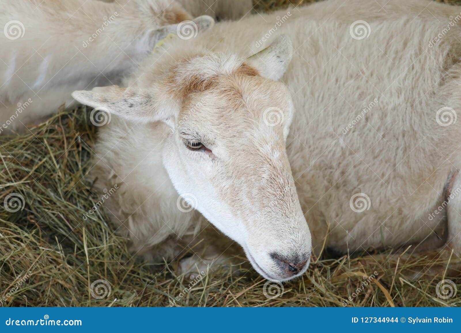 Ovejas Blancas Lindas En Una Granja Foto de archivo - Imagen de oveja ...