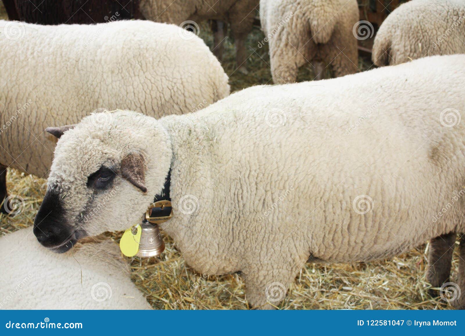 Ovejas Blancas Que Comen En La Granja Imagen de archivo - Imagen de ...