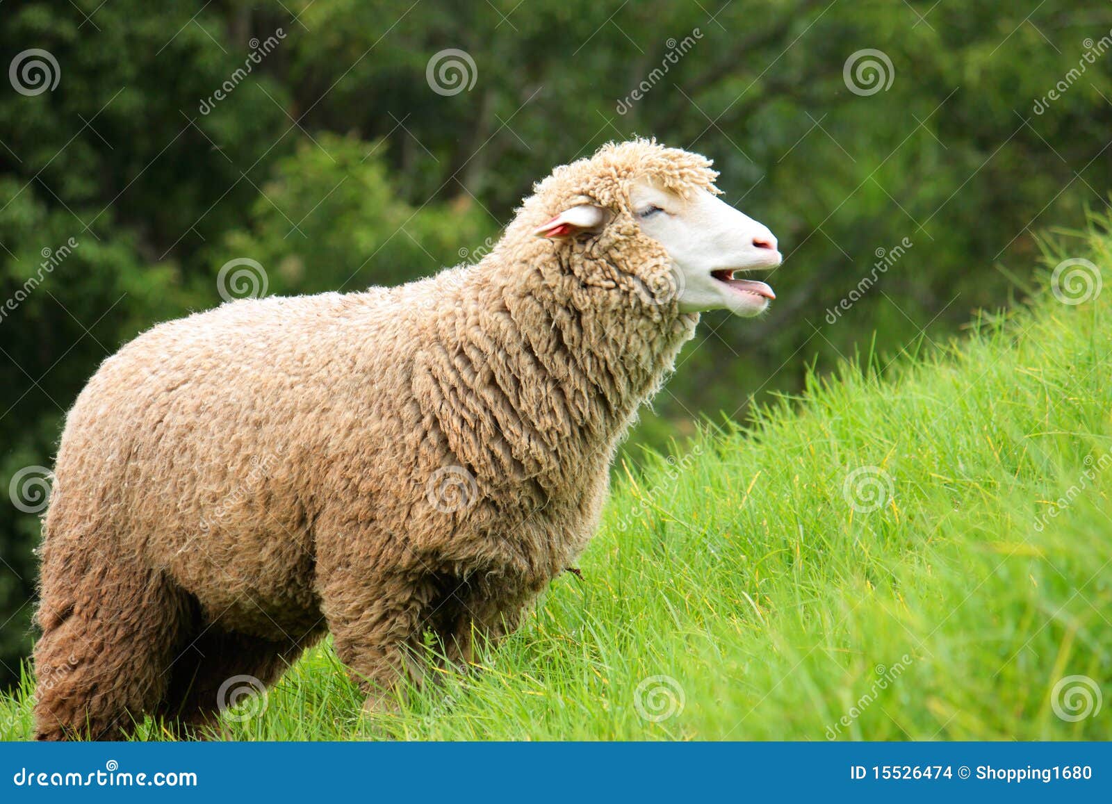 Ovejas de Corriedale foto de archivo. Imagen de ganado - 15526474