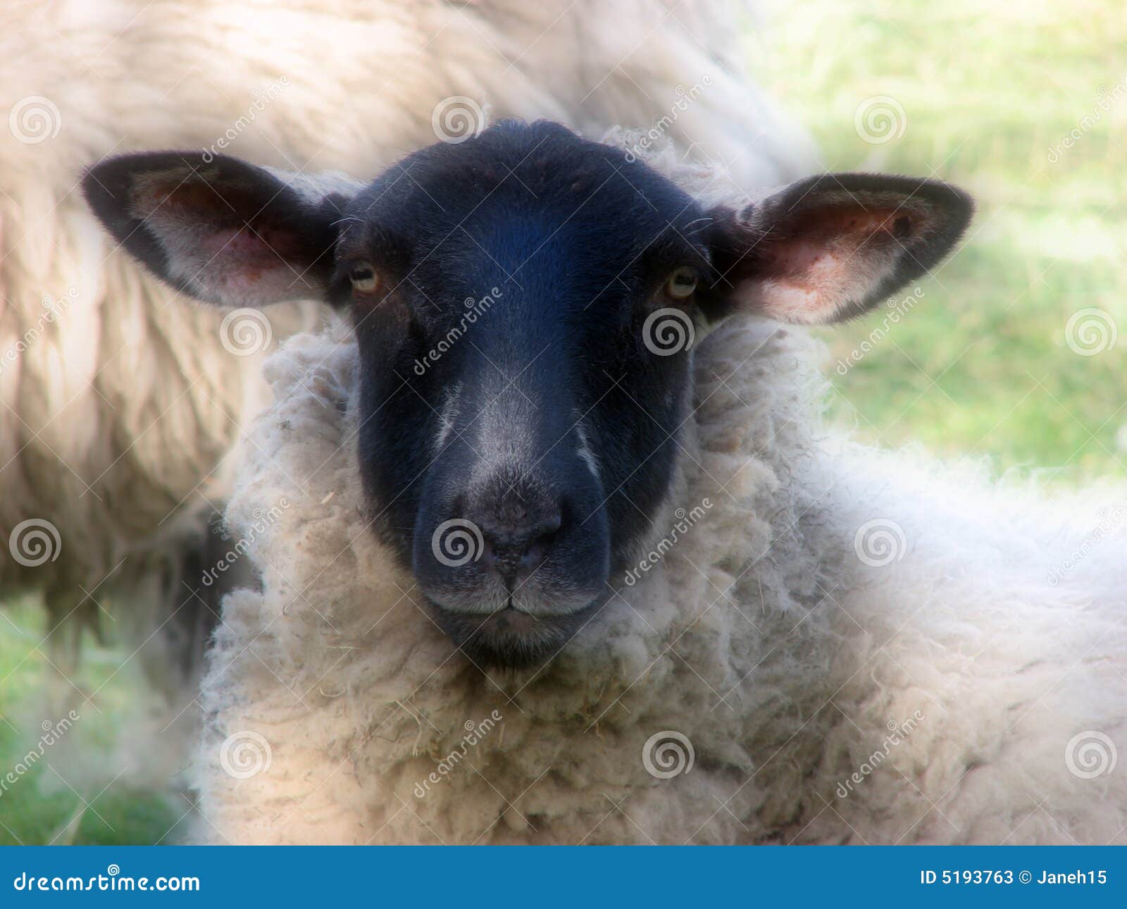 Ovejas de la cara negra imagen de archivo. Imagen de granja - 5193763