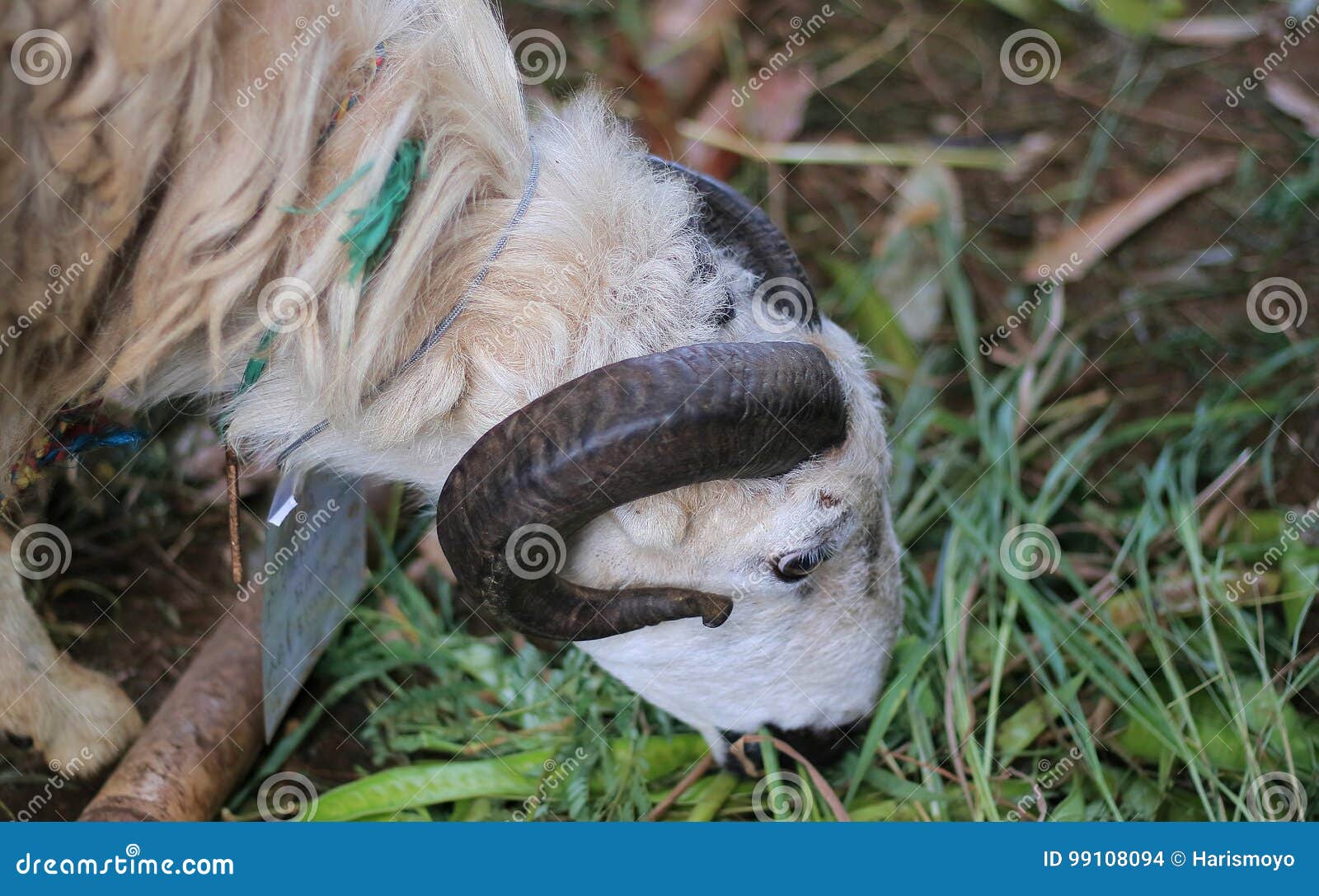 Ovejas de Priangan foto de archivo. Imagen de carne, indonesio - 99108094