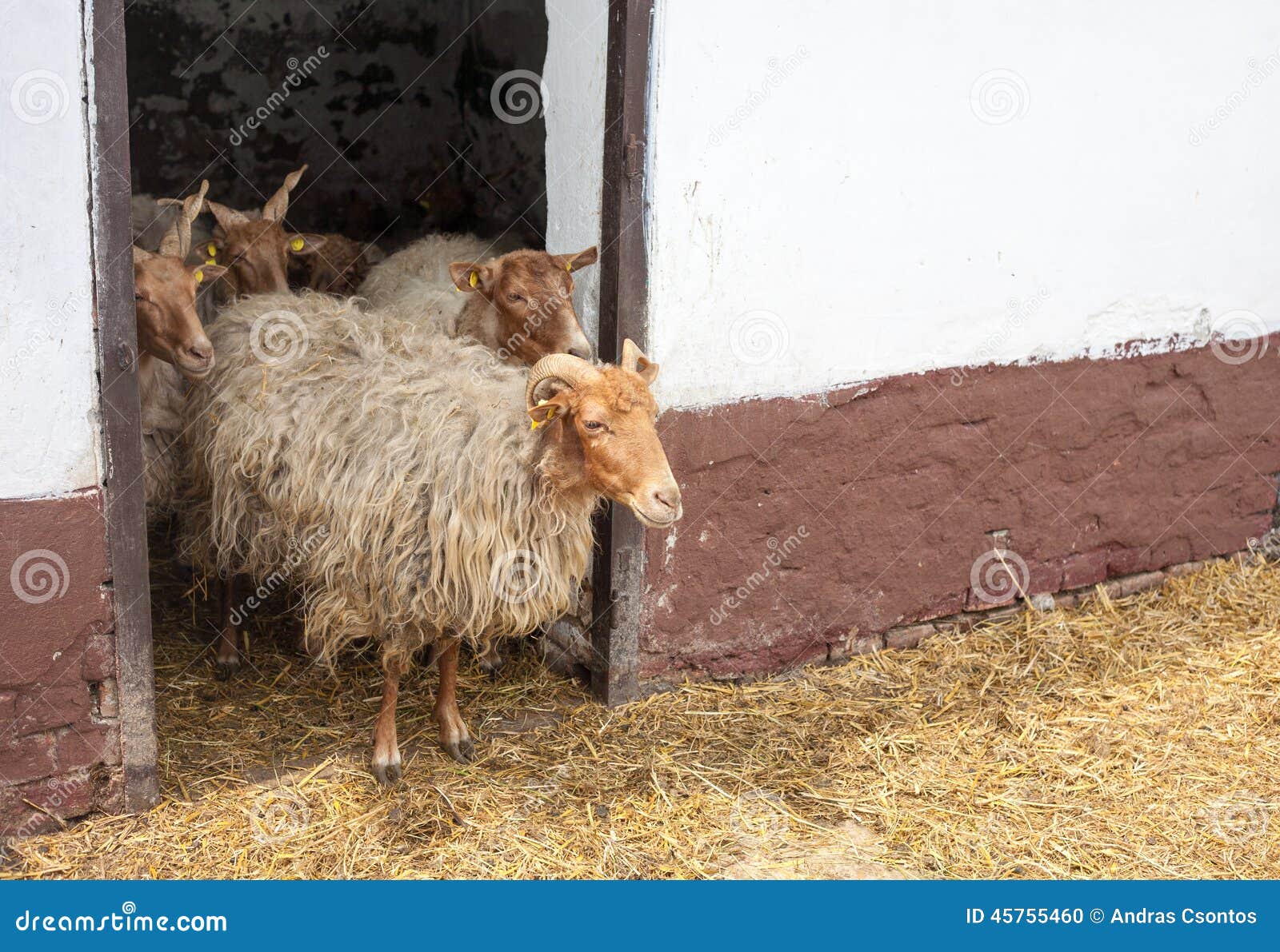 Ovejas de Racka foto de archivo. Imagen de escena, campo - 45755460