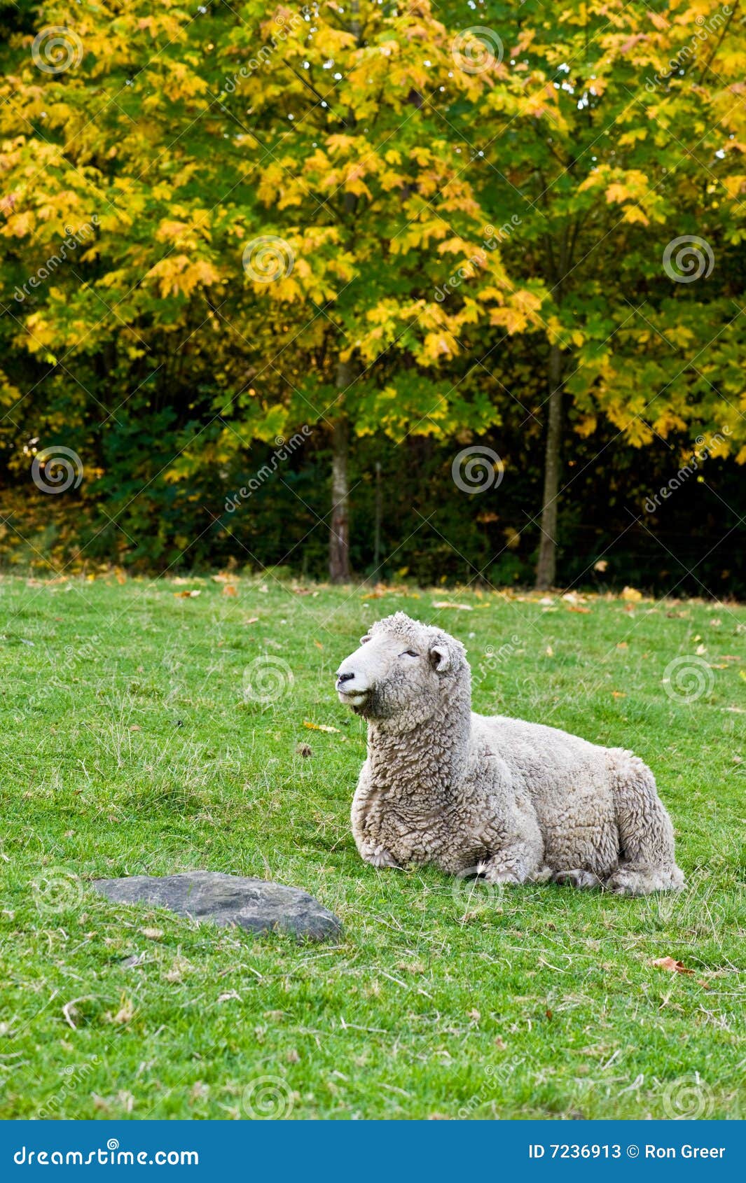 Ovejas de Romney imagen de archivo. Imagen de animal, mirando - 7236913